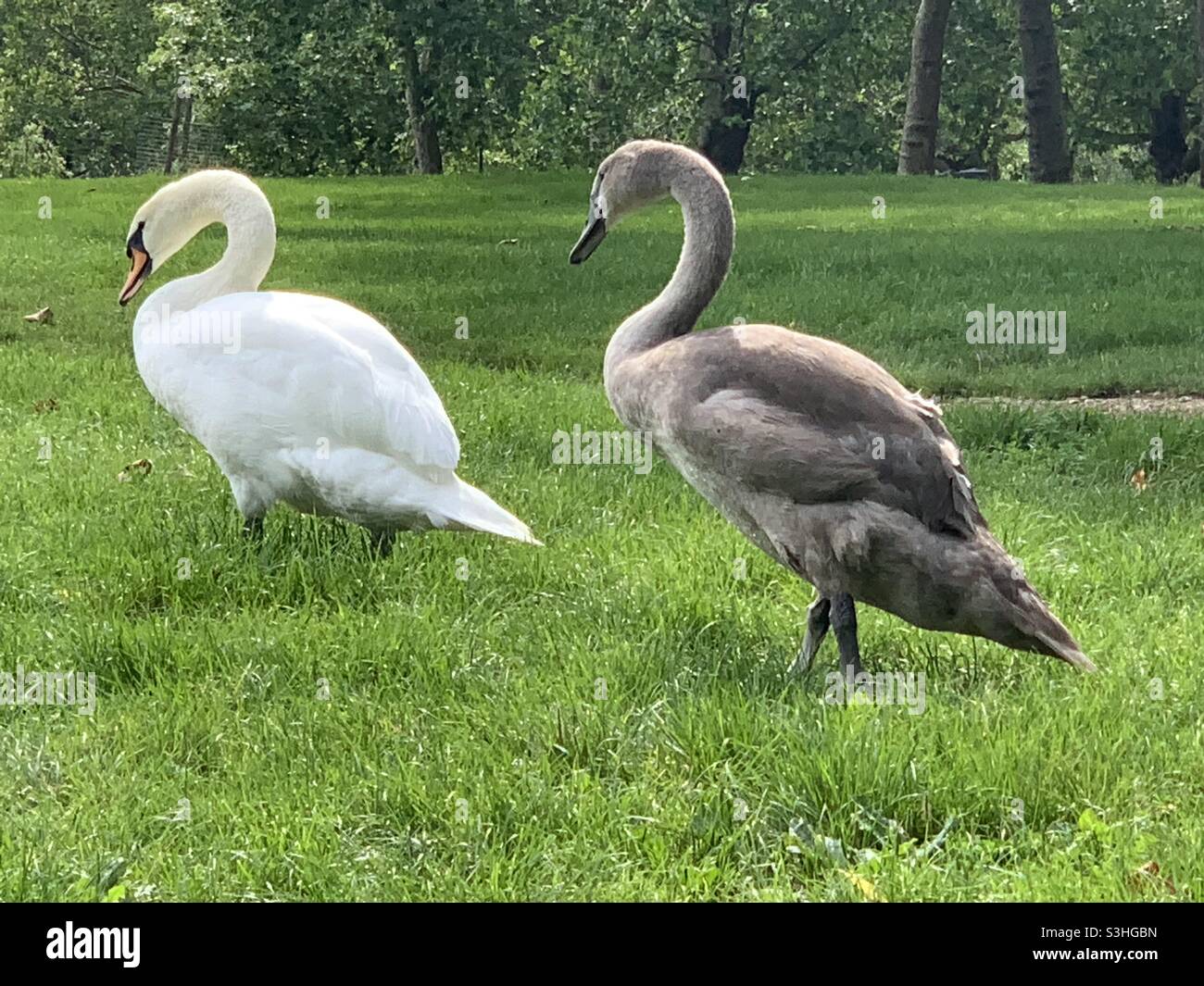 Adult and young swan hi-res stock photography and images - Alamy