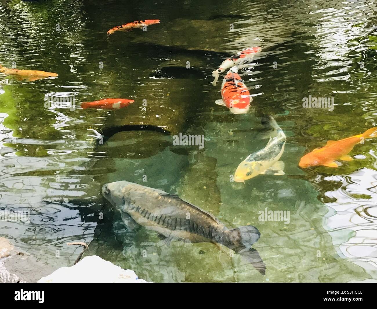 Koi pond large hi-res stock photography and images - Alamy