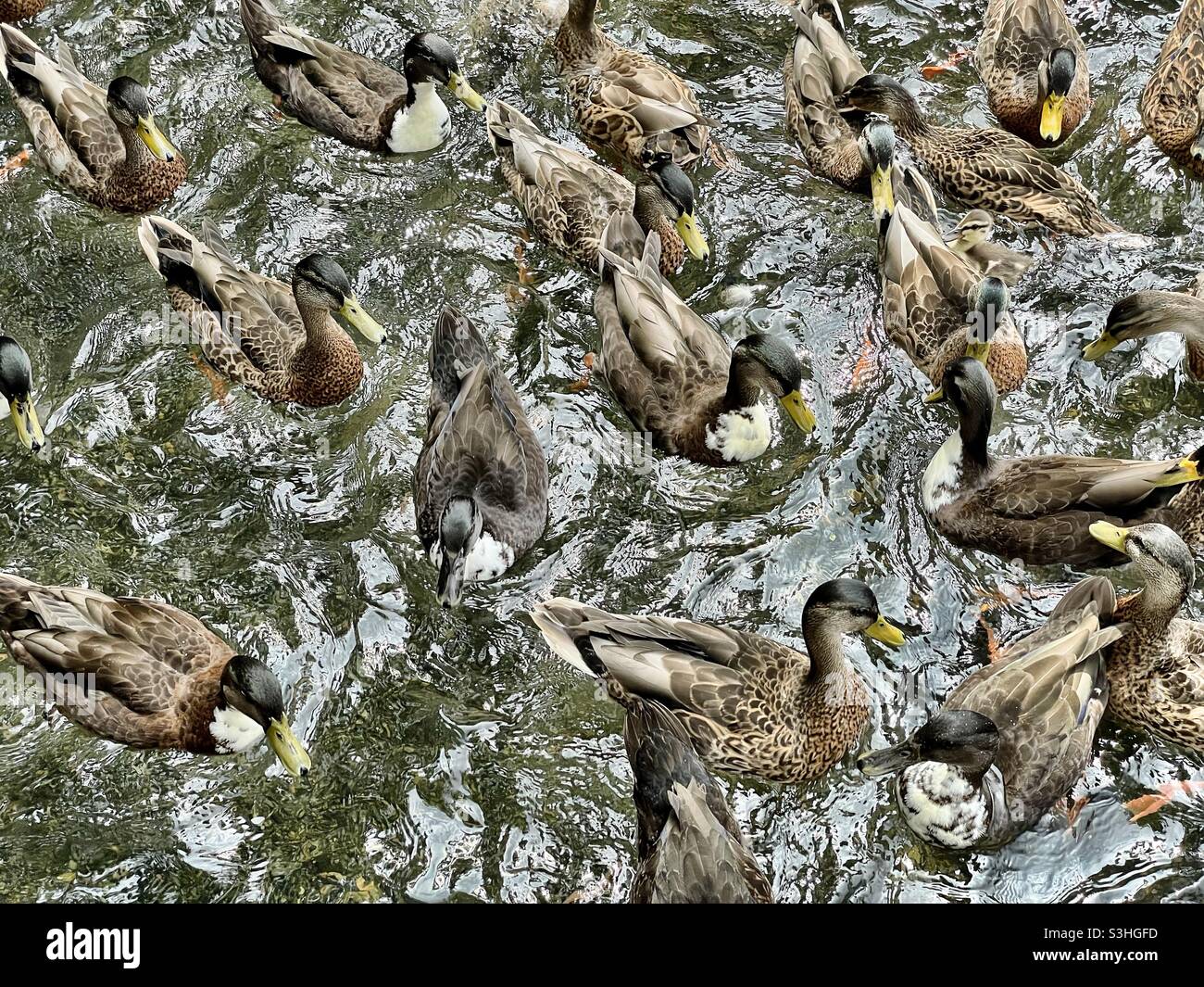 Frenzy of activity hi-res stock photography and images - Alamy
