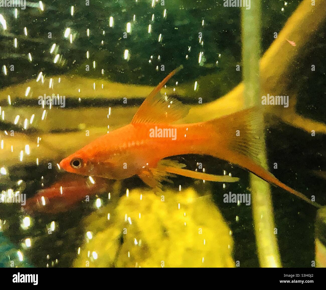 Swordtail hi-res stock photography and images - Alamy