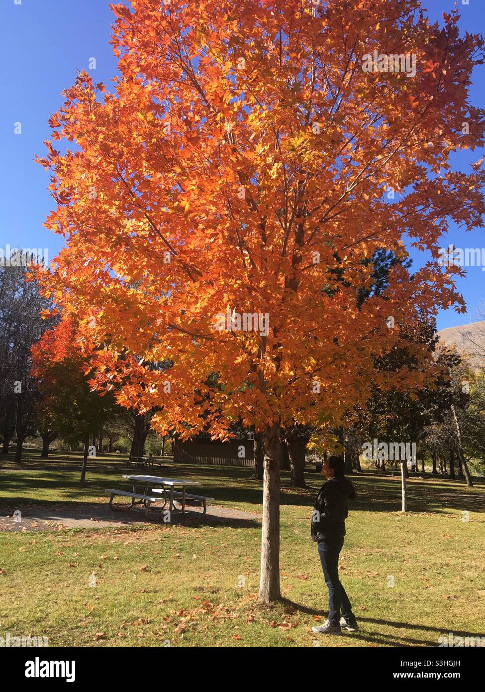 Leaves under tree hi-res stock photography and images - Alamy