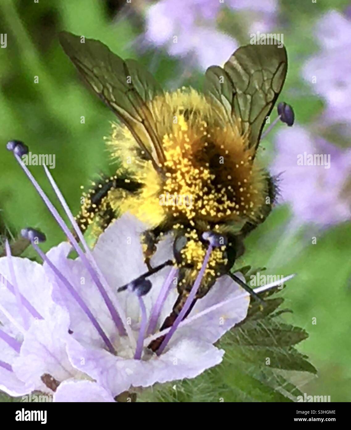 Gold bee hi-res stock photography and images - Alamy