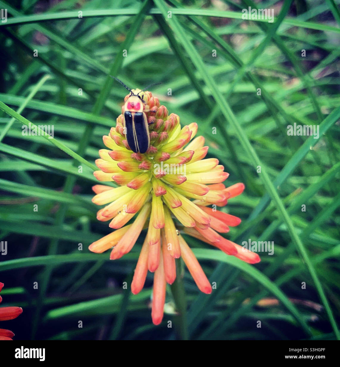 Lightning bug hi-res stock photography and images - Alamy