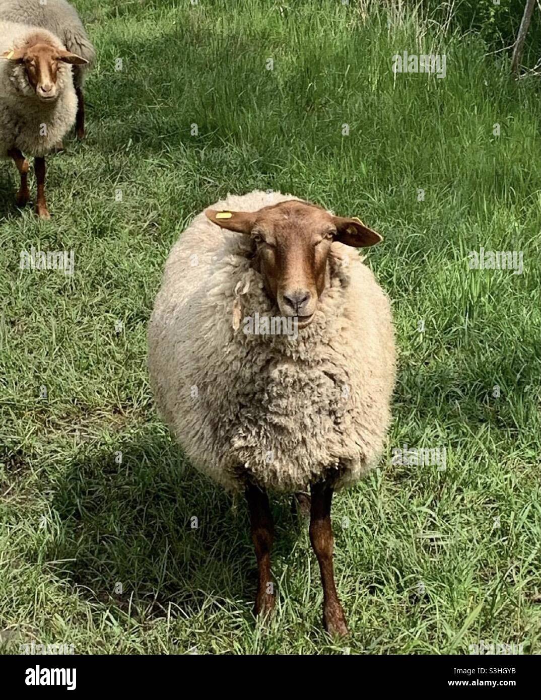 Smiling sheep hi-res stock photography and images - Alamy