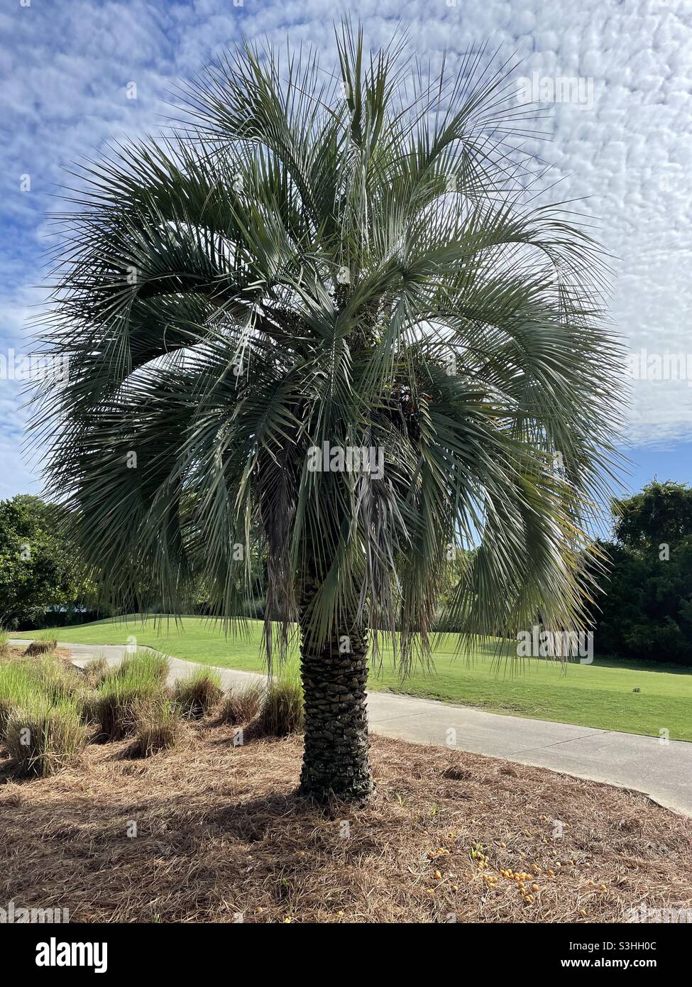 Large palm tree with landscape Stock Photo - Alamy