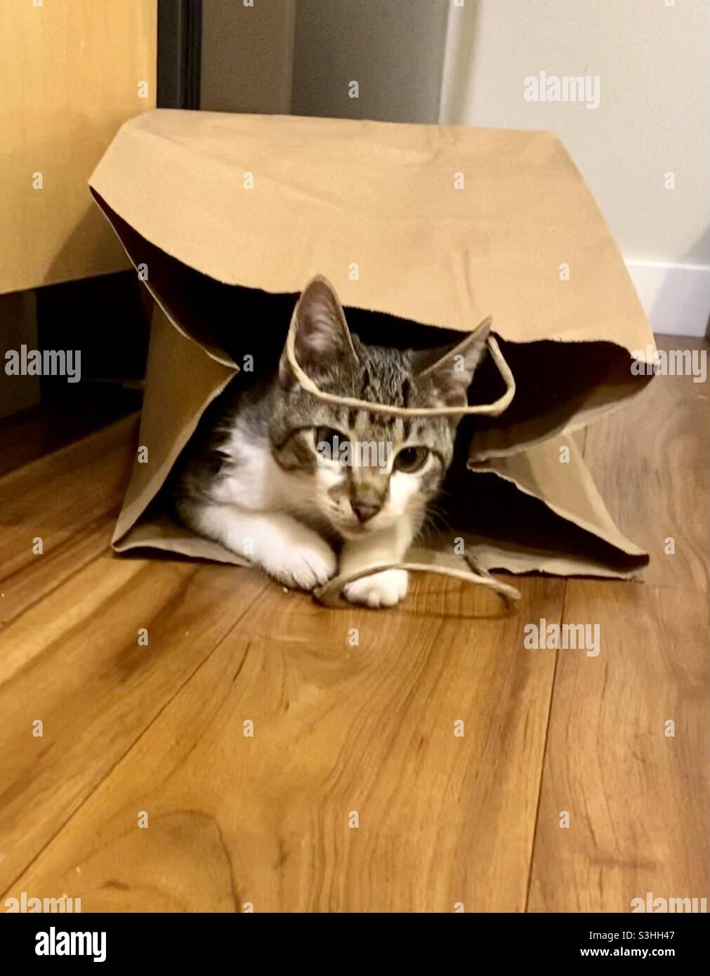 Kitten bag hi-res stock photography and images - Alamy