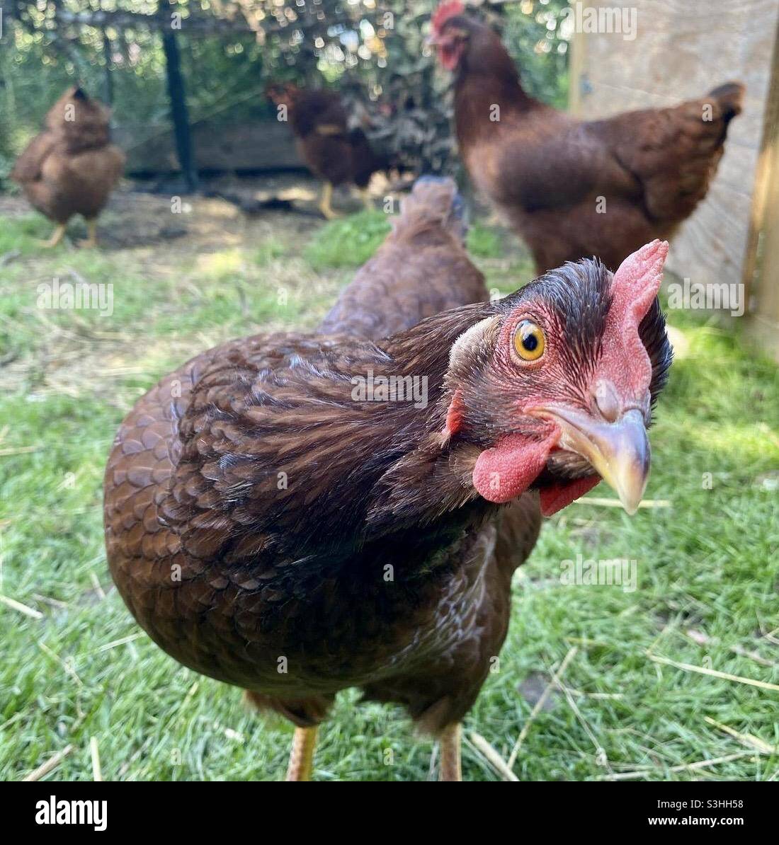 Chicken face hi-res stock photography and images - Alamy