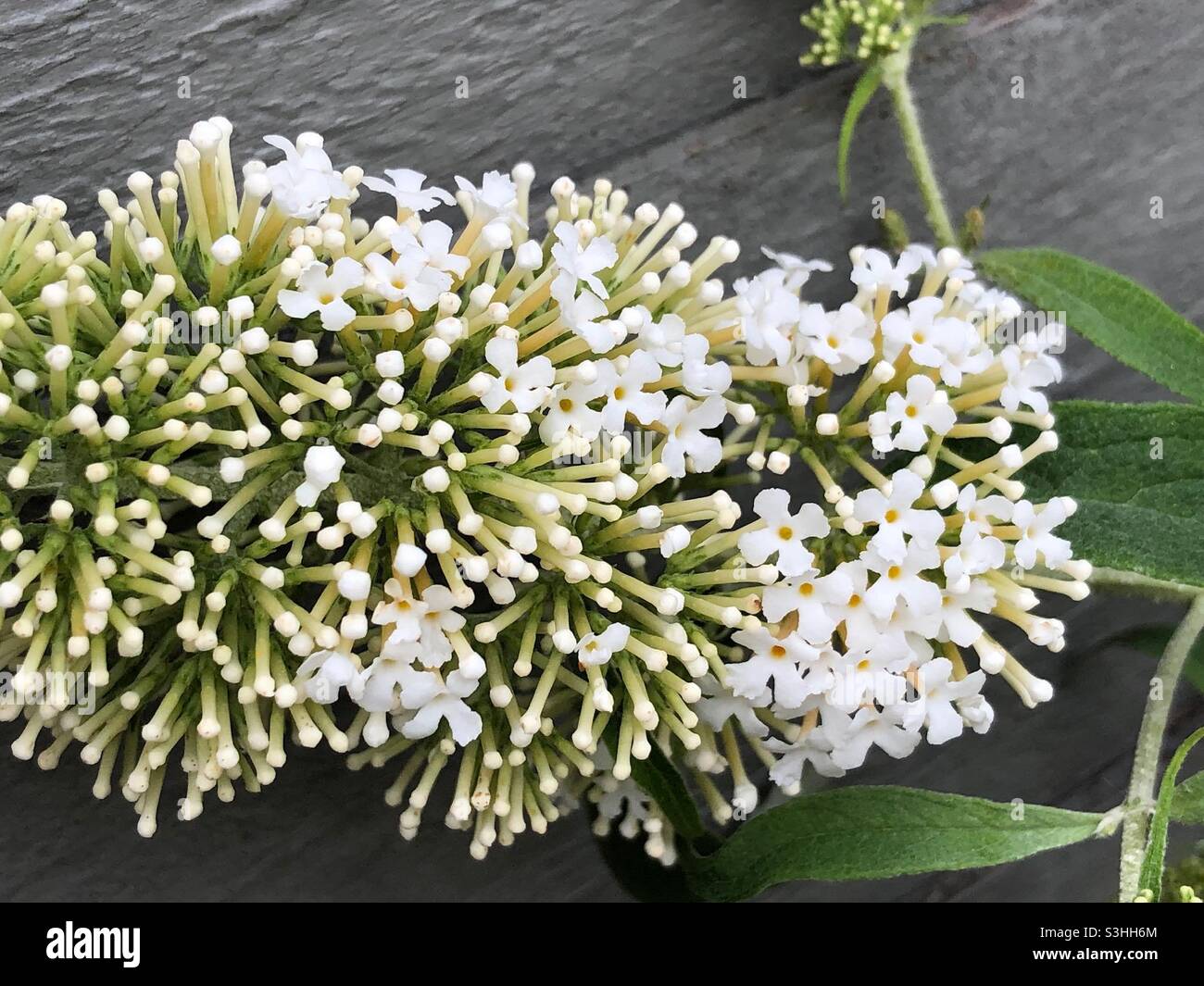 Buddleia davidii - white buddleia Stock Photo - Alamy
