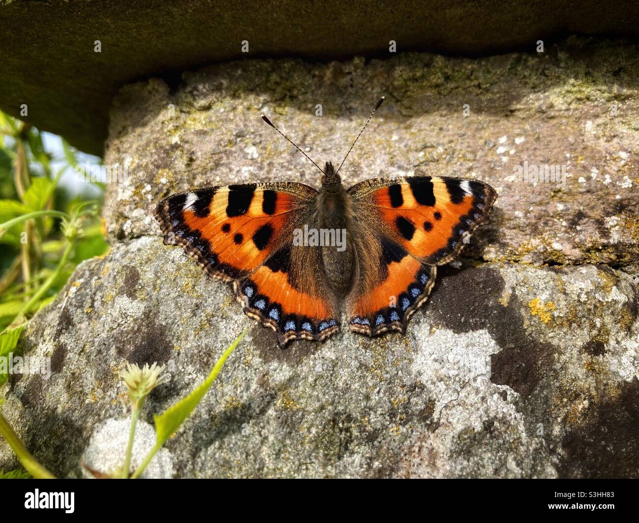 Tortoiseshell decorated hi-res stock photography and images - Alamy