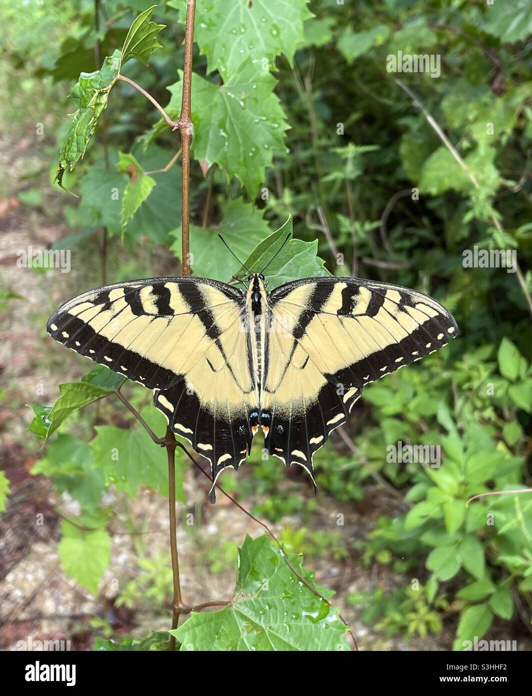 Yellow giant swallowtail butterfly Stock Photo - Alamy