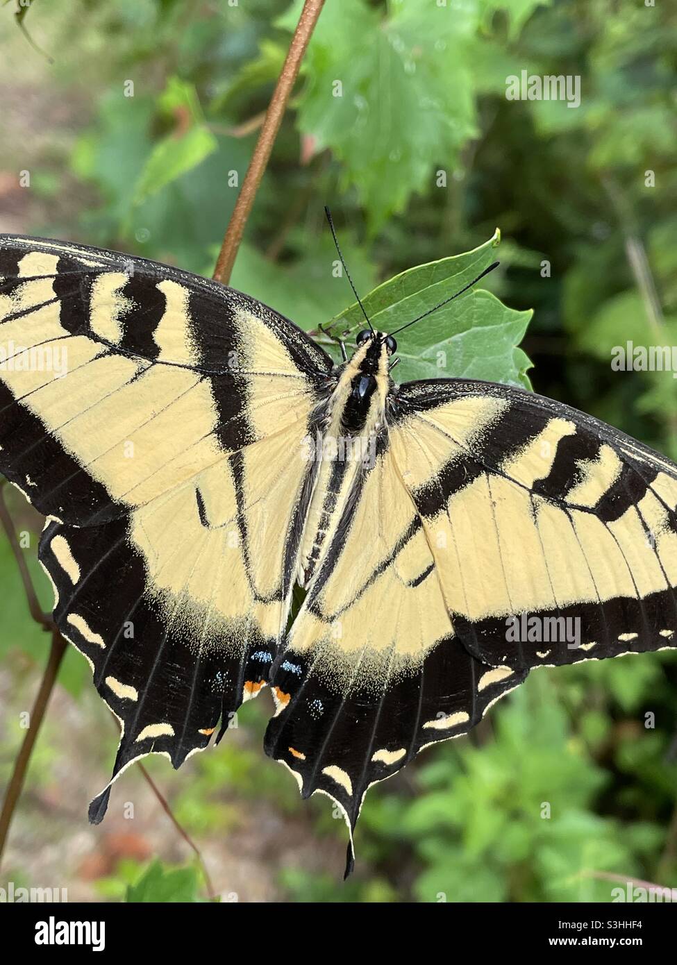 Closeup of the wings of a giant yellow swallowtail butterfly Stock Photo - Alamy