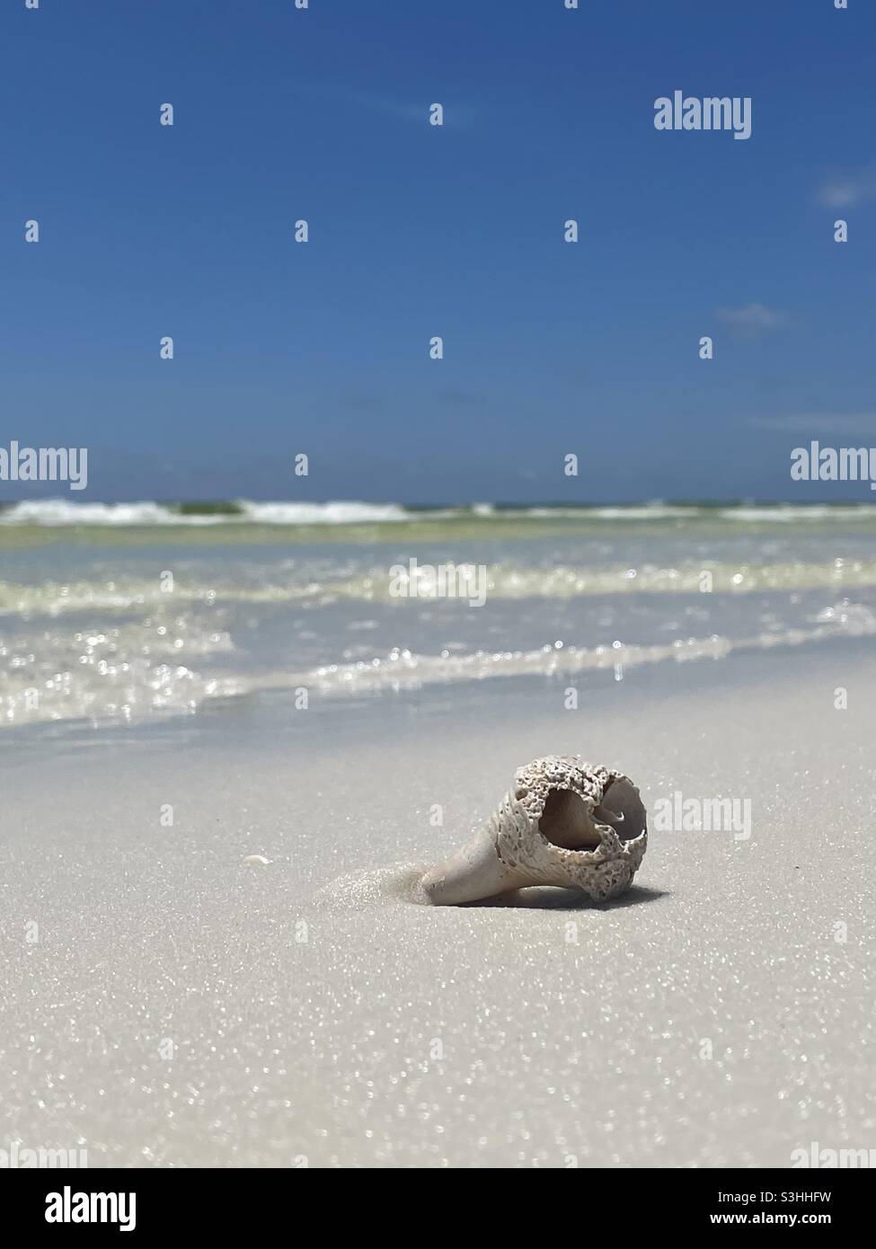Sea snail shell on the beach with blur ocean background Stock Photo - Alamy