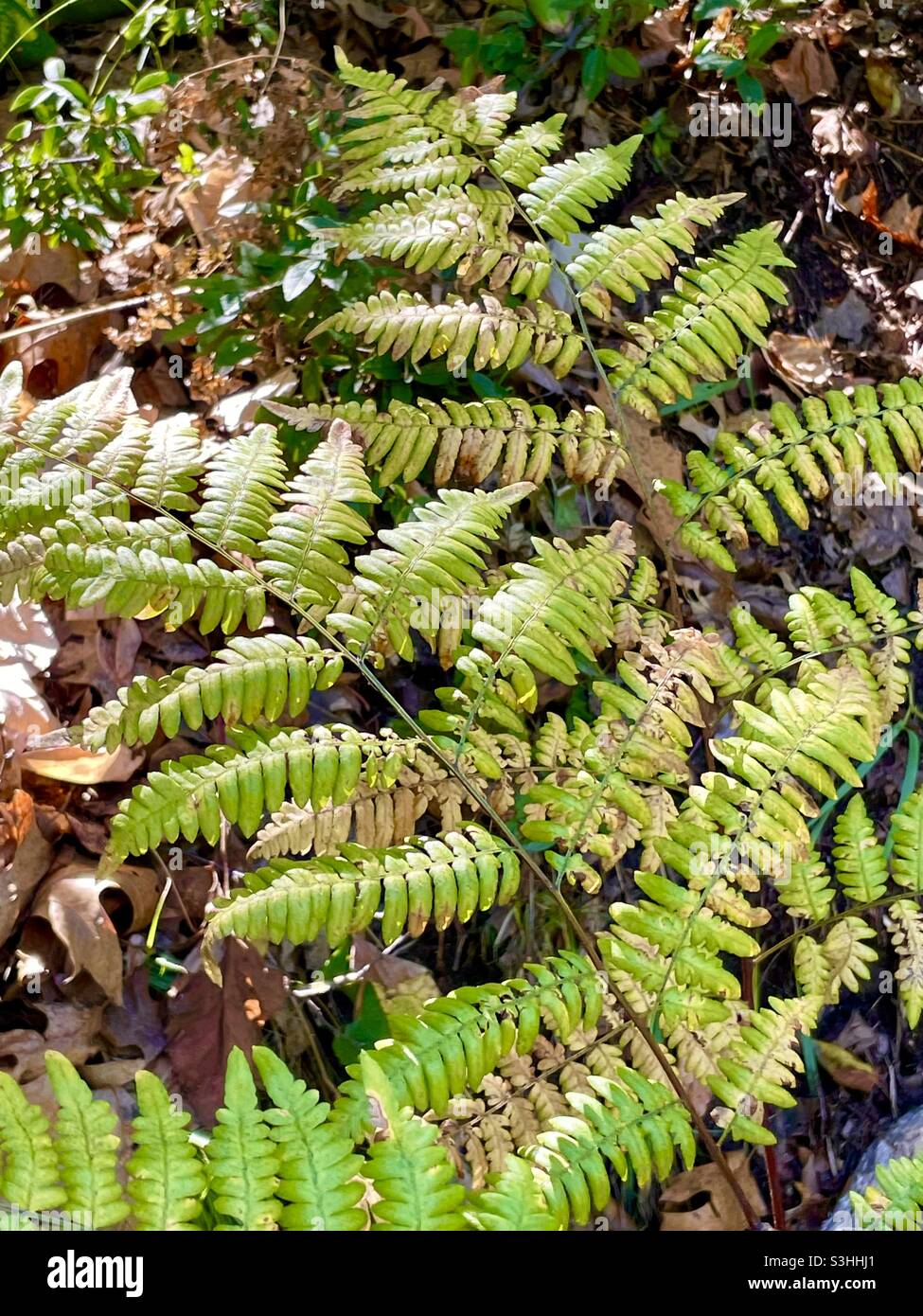 fern in Forrest Stock Photo - Alamy