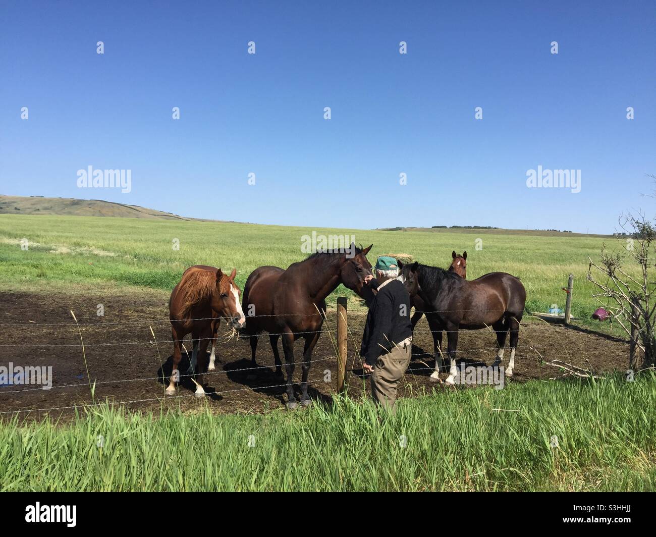 Man ,feeding,friendly ,horses,handful,grass Stock Photo - Alamy