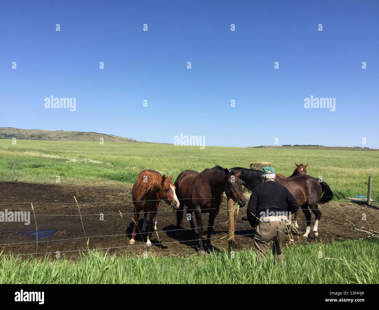 Man ,feeding,friendly ,horses,handful,grass Stock Photo - Alamy