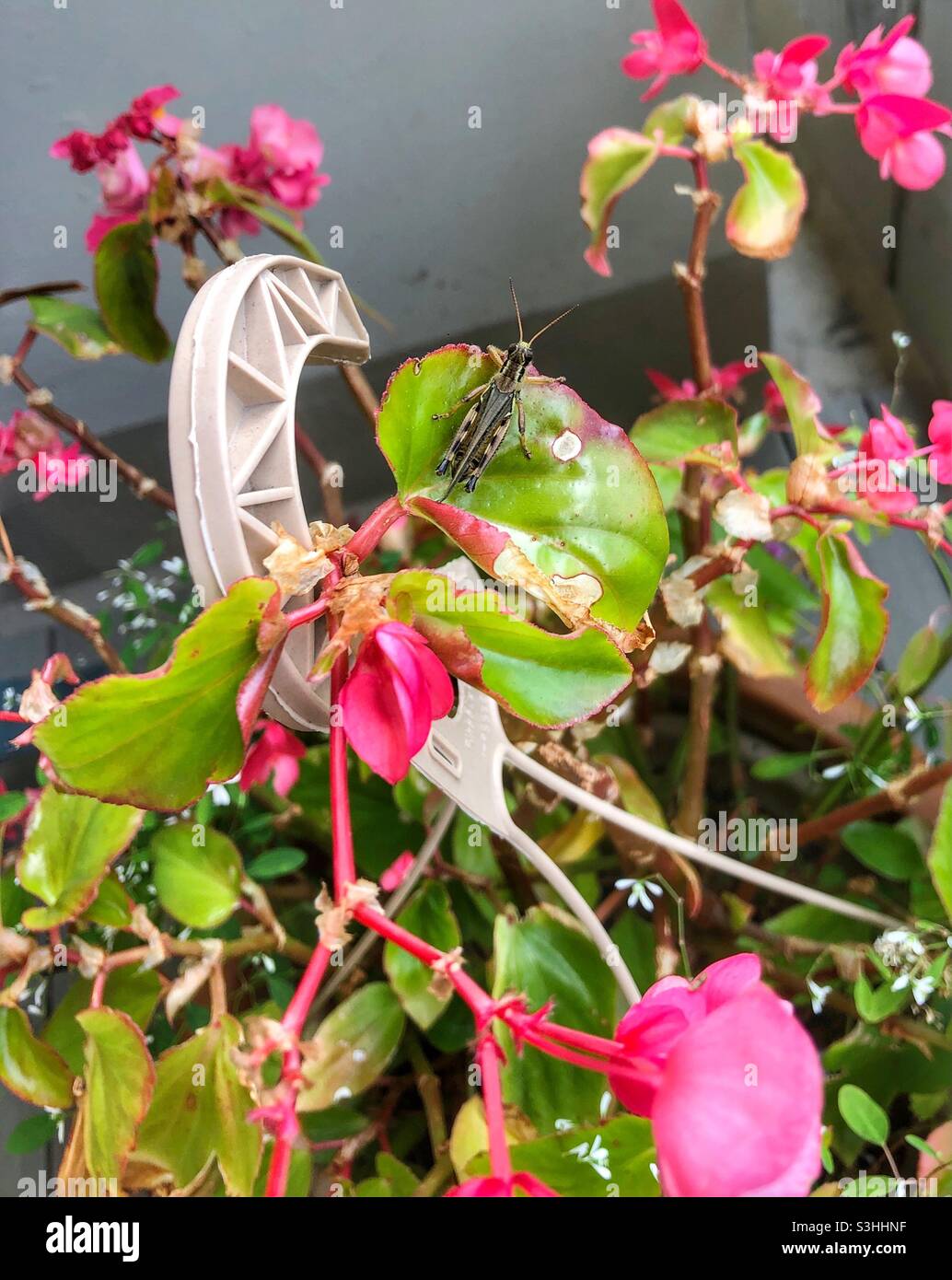 A grasshopper resting on a plant Stock Photo - Alamy