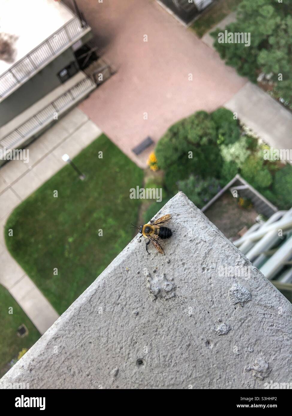 Bee resting hi-res stock photography and images - Alamy