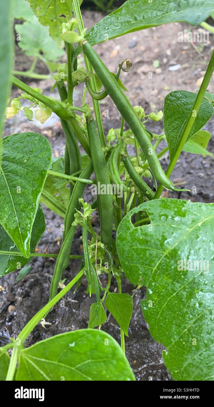 Dwarf beans hi-res stock photography and images - Alamy