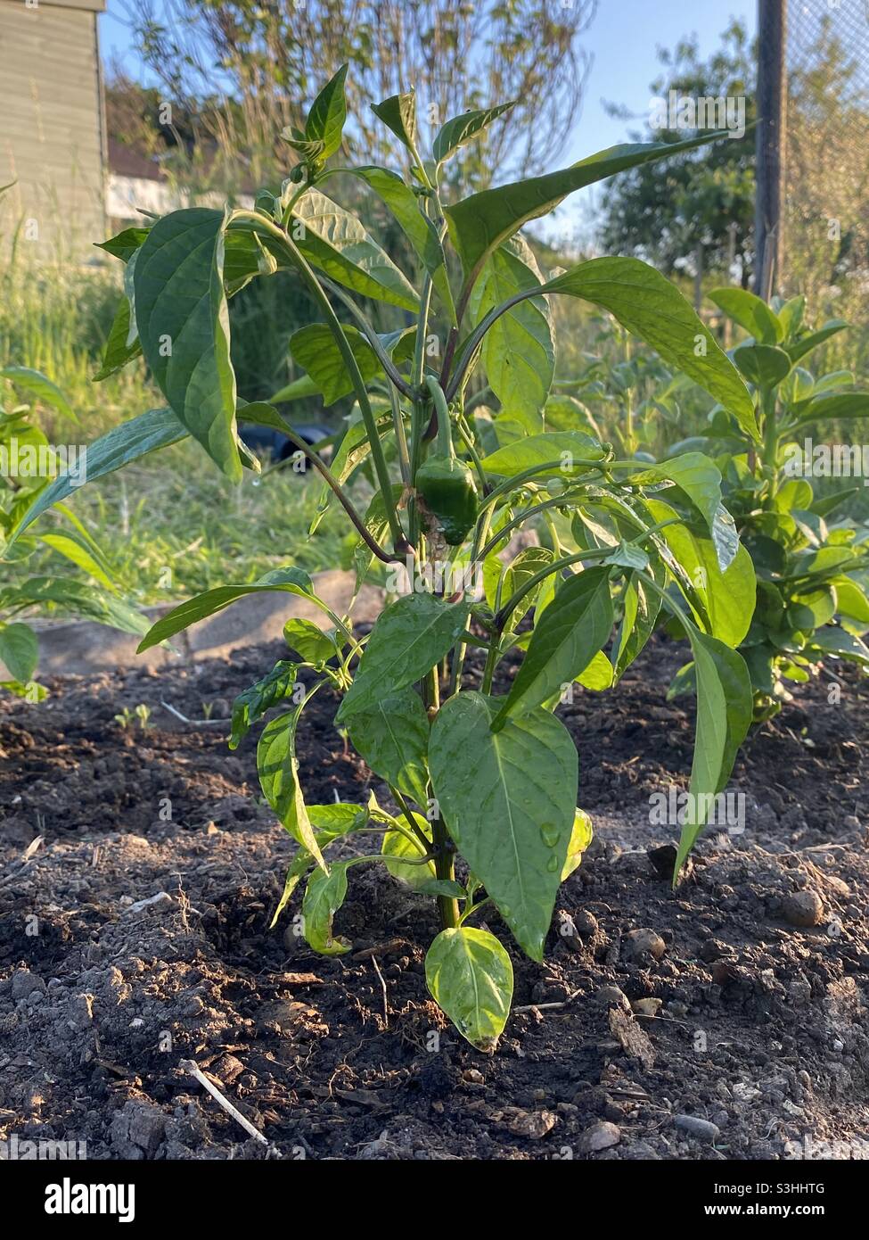 Padron pepper hi-res stock photography and images - Alamy