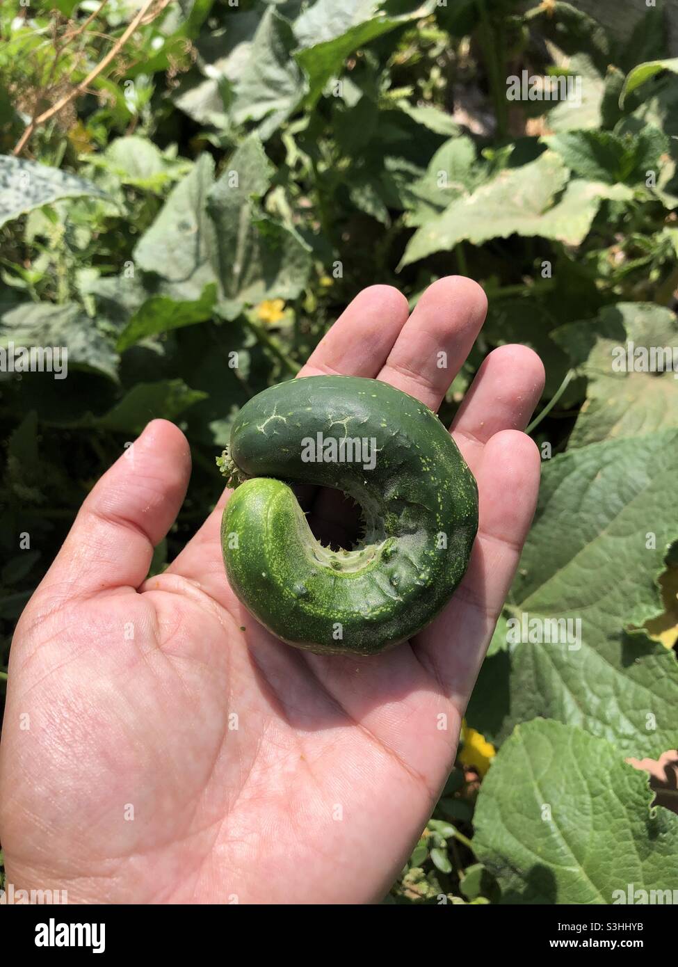 Cucumber hand hi-res stock photography and images - Alamy