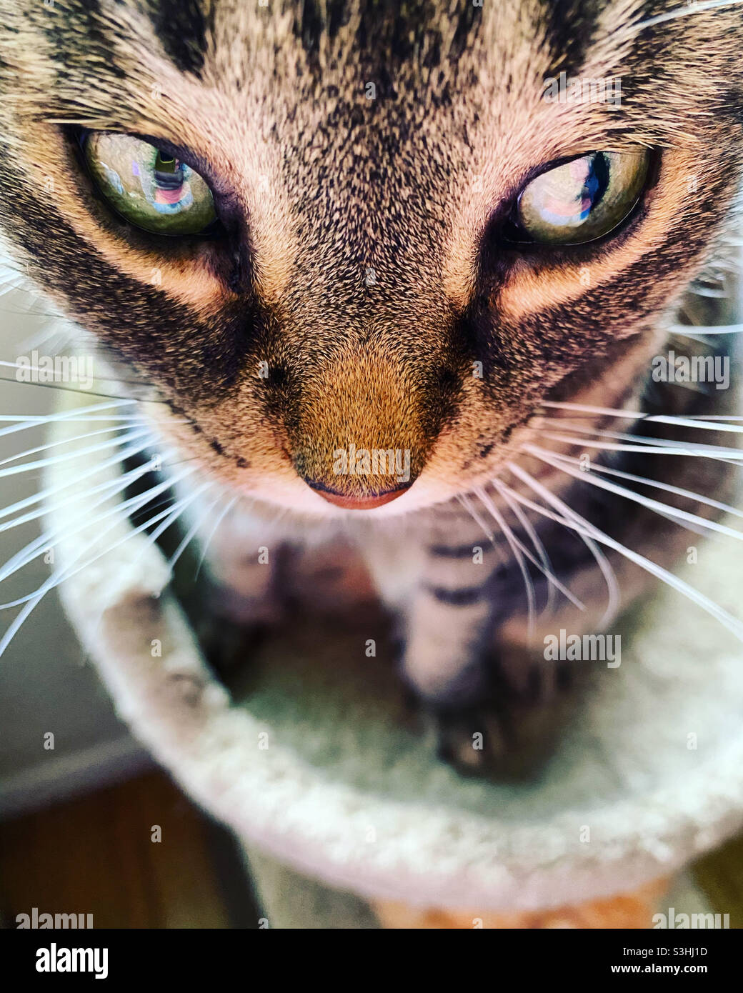 Poor cat hi-res stock photography and images - Alamy