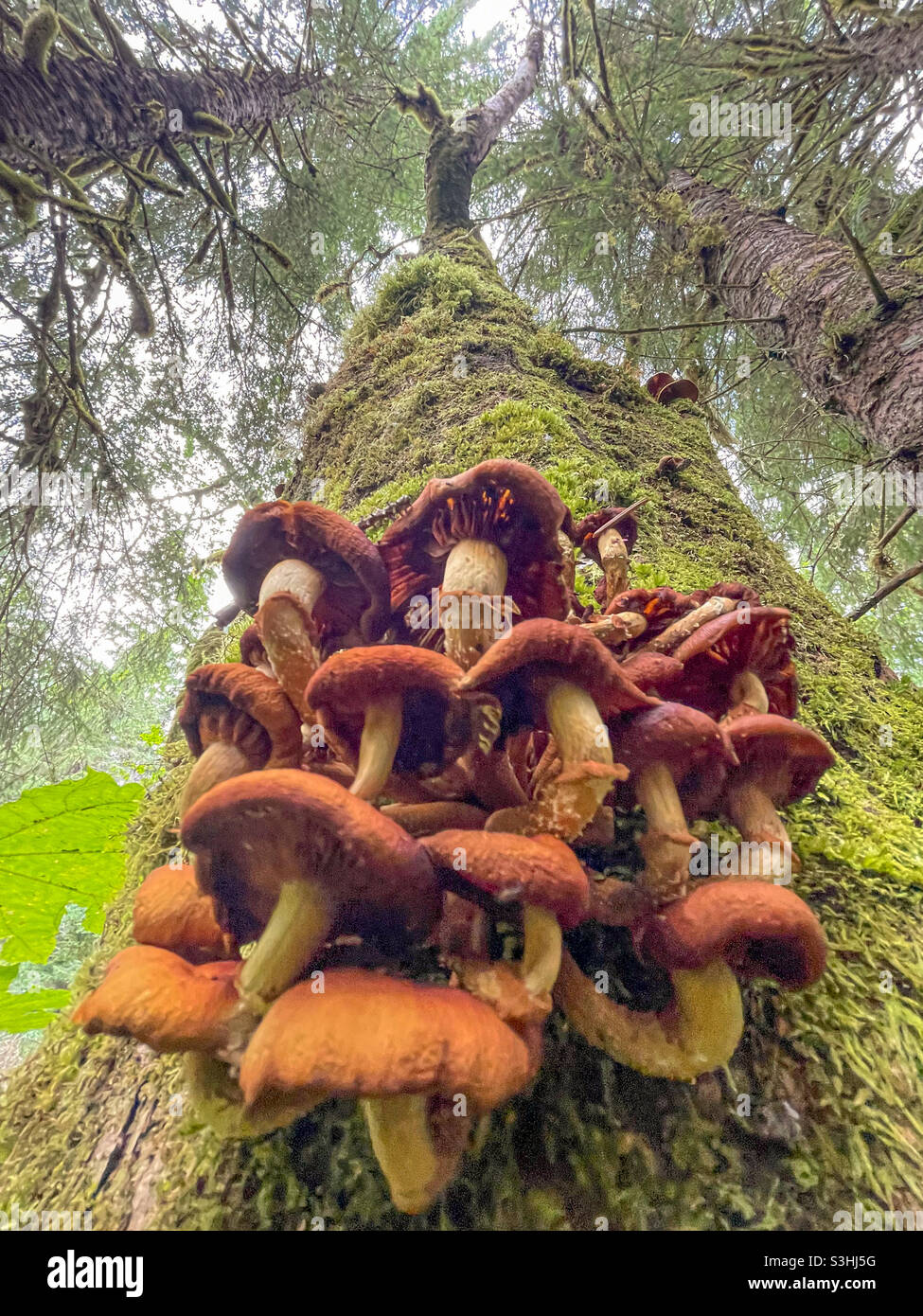 Tree mushrooms and moss hi-res stock photography and images - Alamy