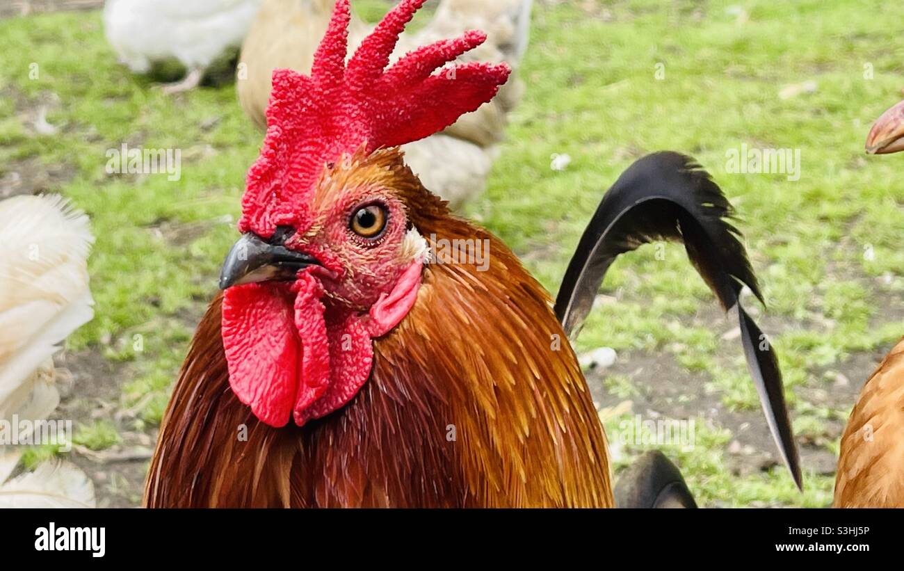 Rooster tail hi-res stock photography and images - Alamy