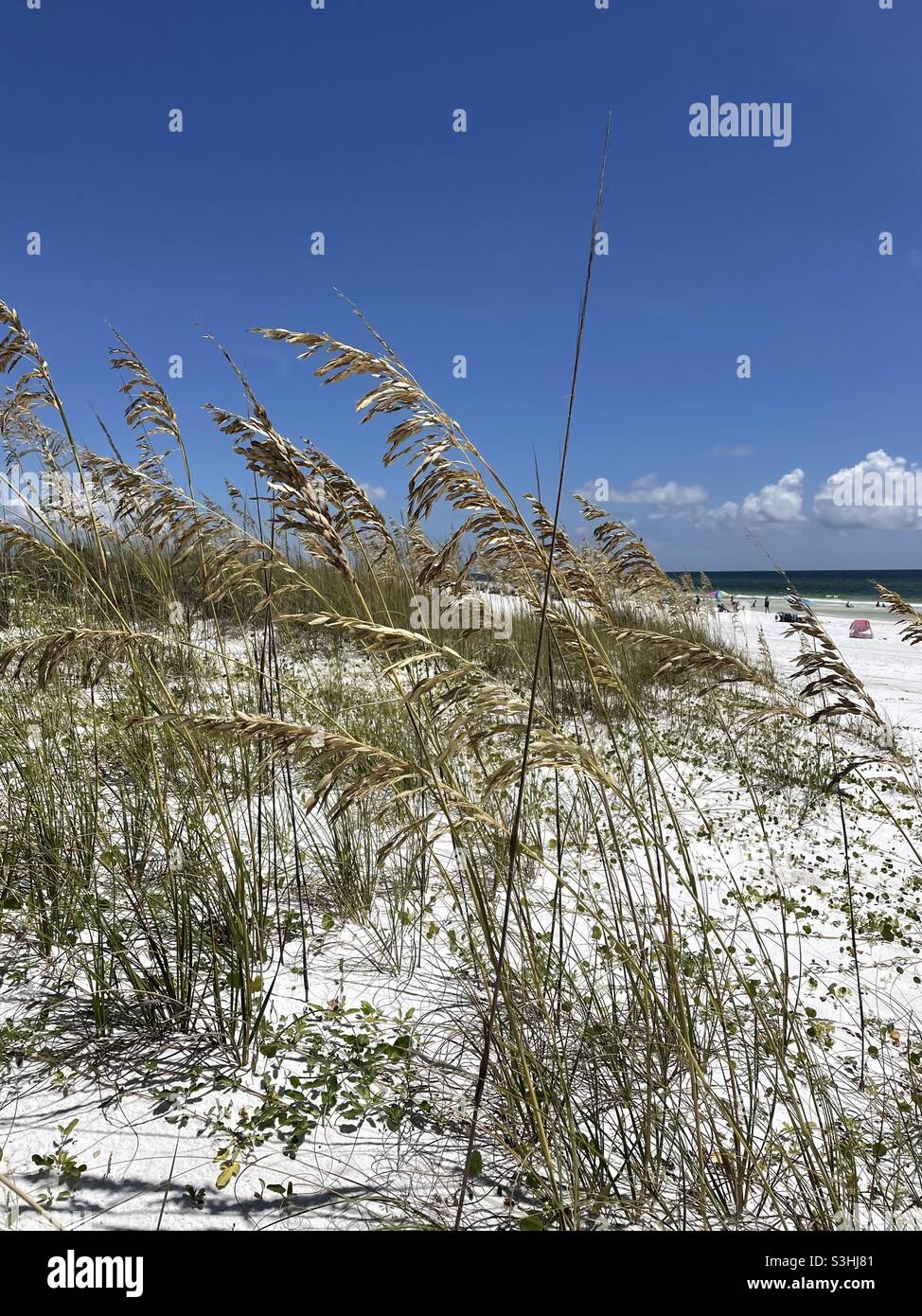 Sea oats in bloom on Florida white sand beach Stock Photo - Alamy