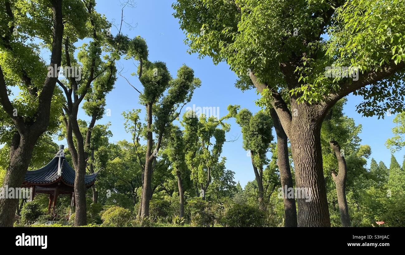 Shanghai botanic garden Stock Photo - Alamy