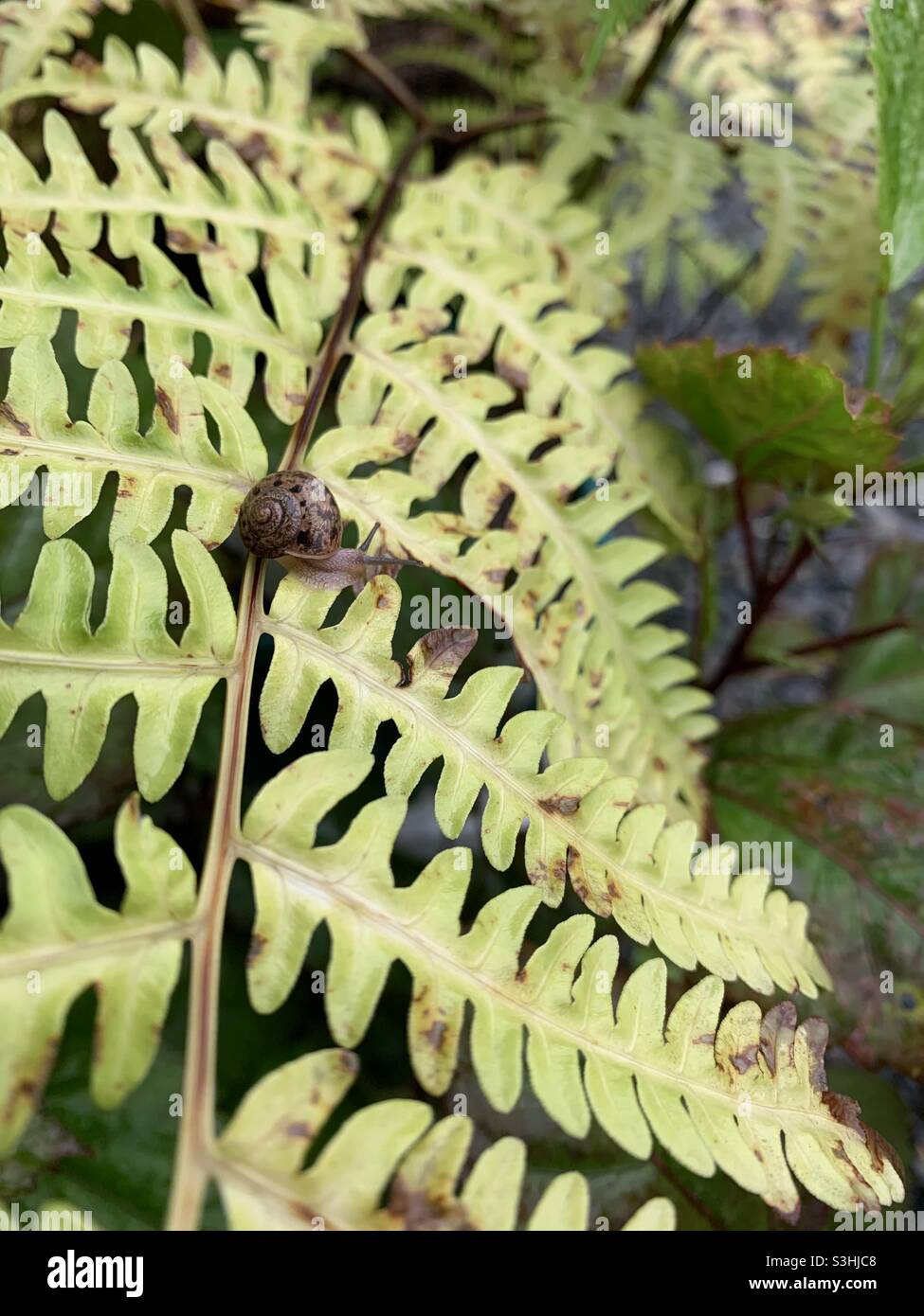 A snail’s pace Stock Photo - Alamy