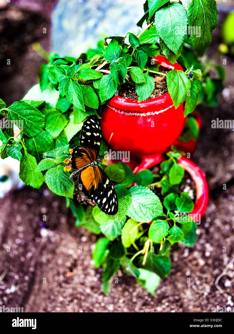 Long wing hi-res stock photography and images - Alamy