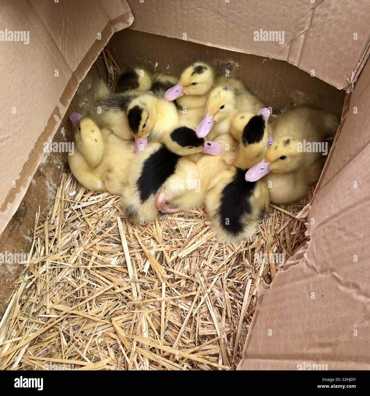 Ducklings yellow hi-res stock photography and images - Alamy