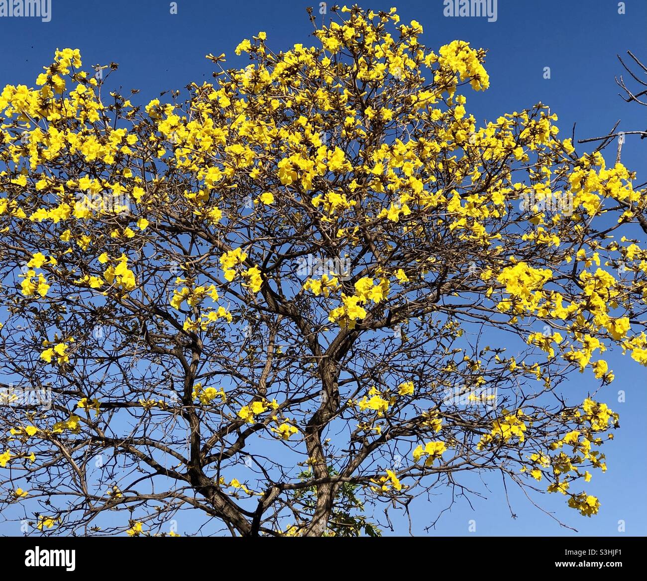 Ipe wood hi-res stock photography and images - Alamy