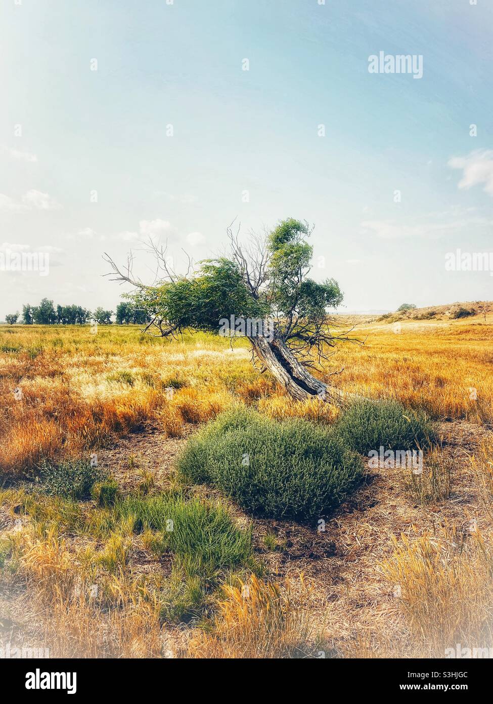 Wind blown tree hi-res stock photography and images - Alamy