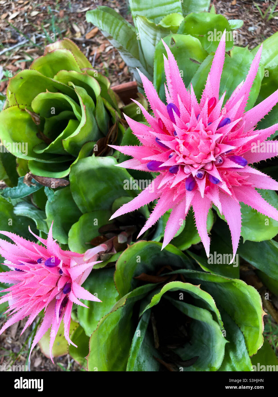Cacti with pink bloom hi-res stock photography and images - Alamy