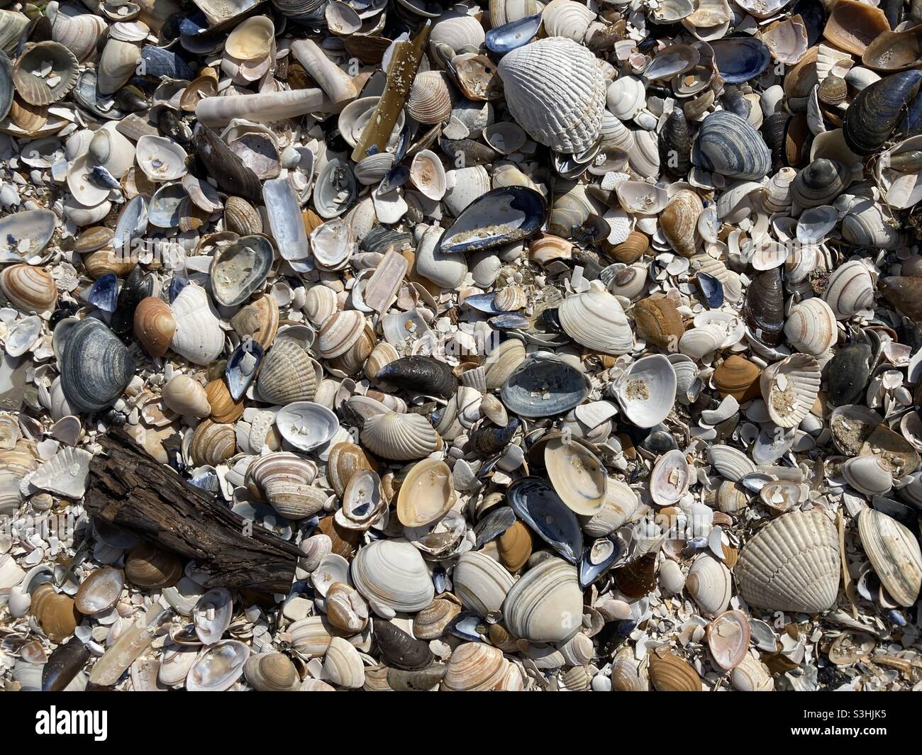 Various shells washed up on the beach and a piece of brown wood are ...