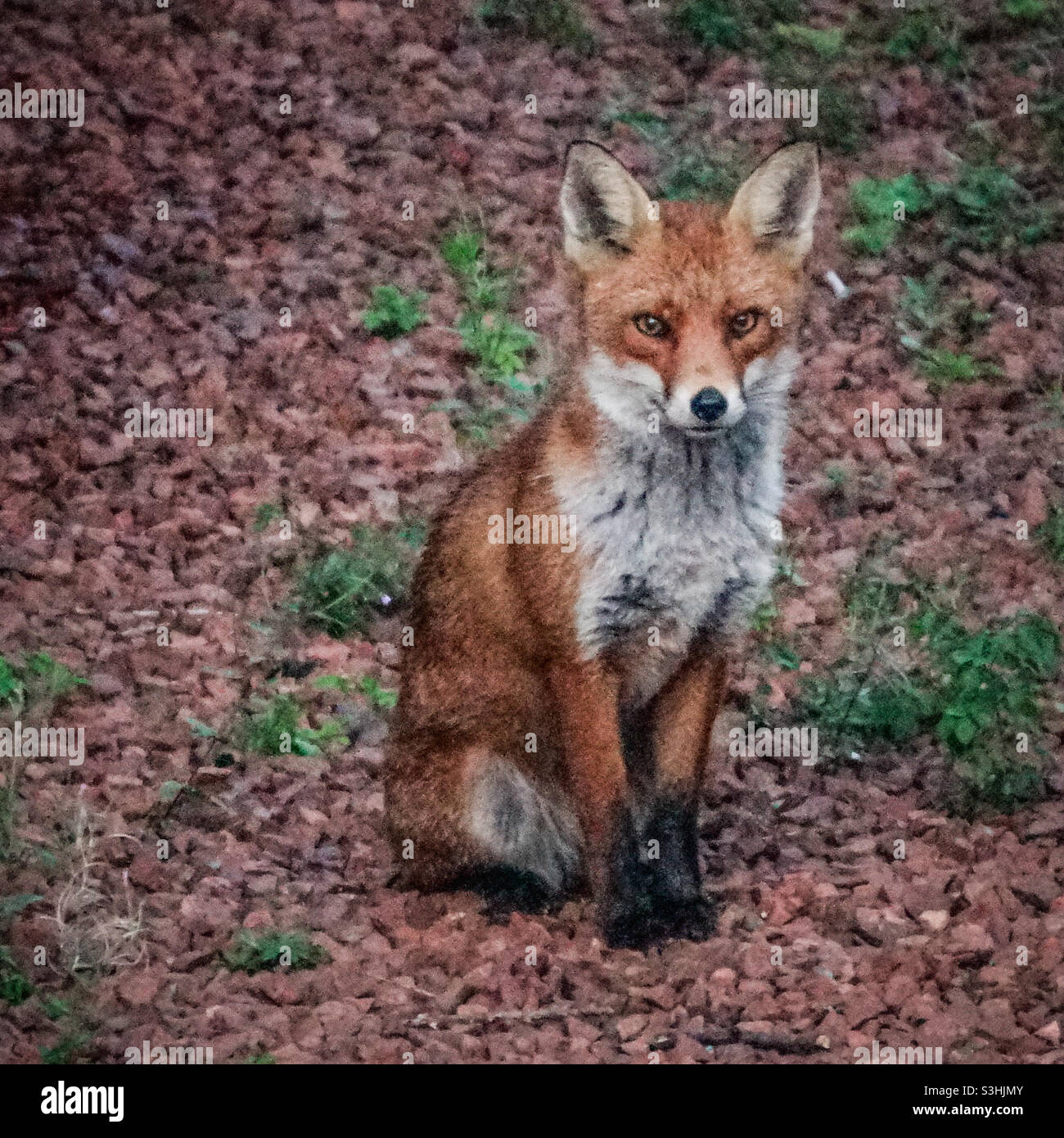 A red fox in an urban environment Stock Photo - Alamy