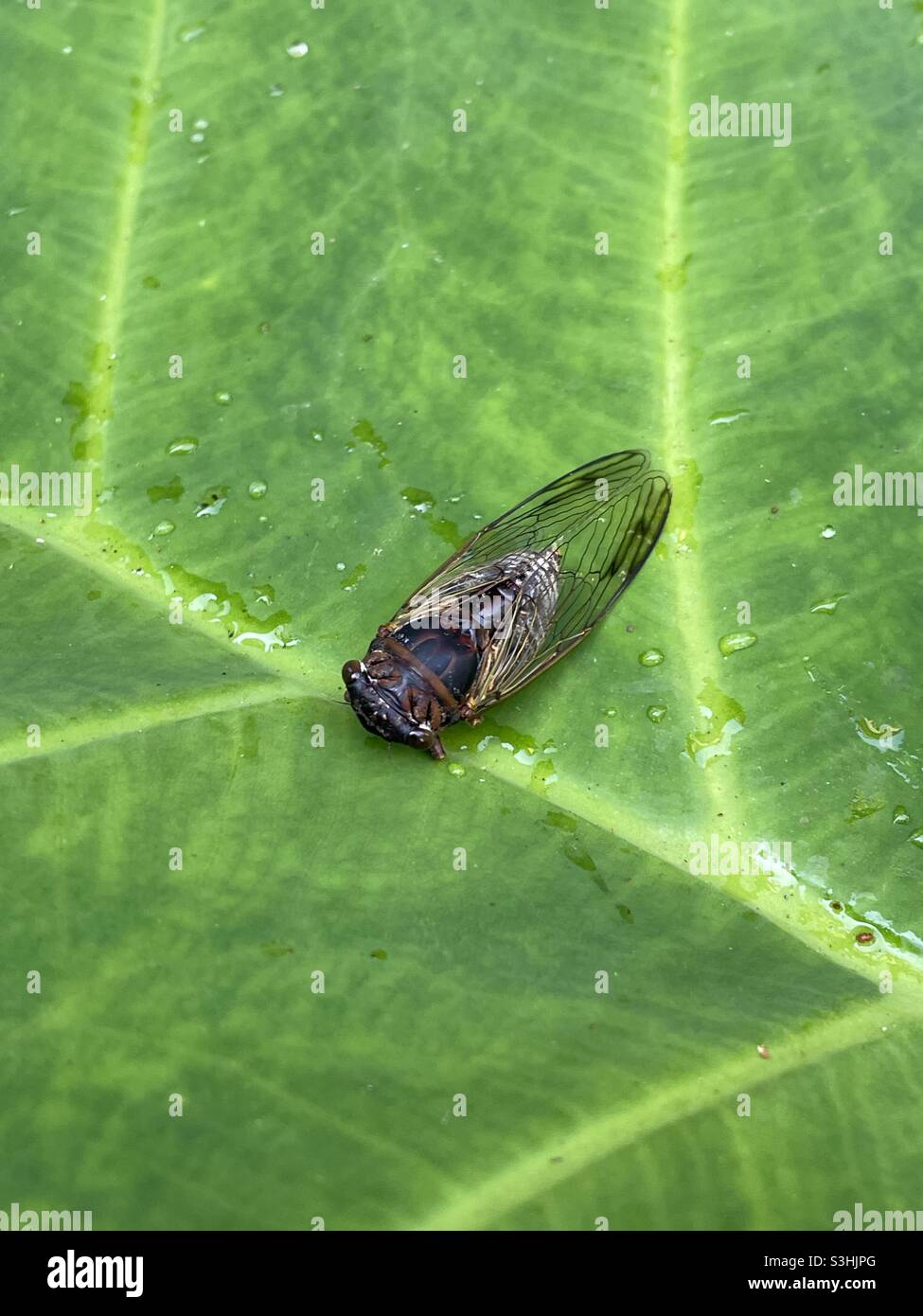 Insect insects cicada hi-res stock photography and images - Alamy