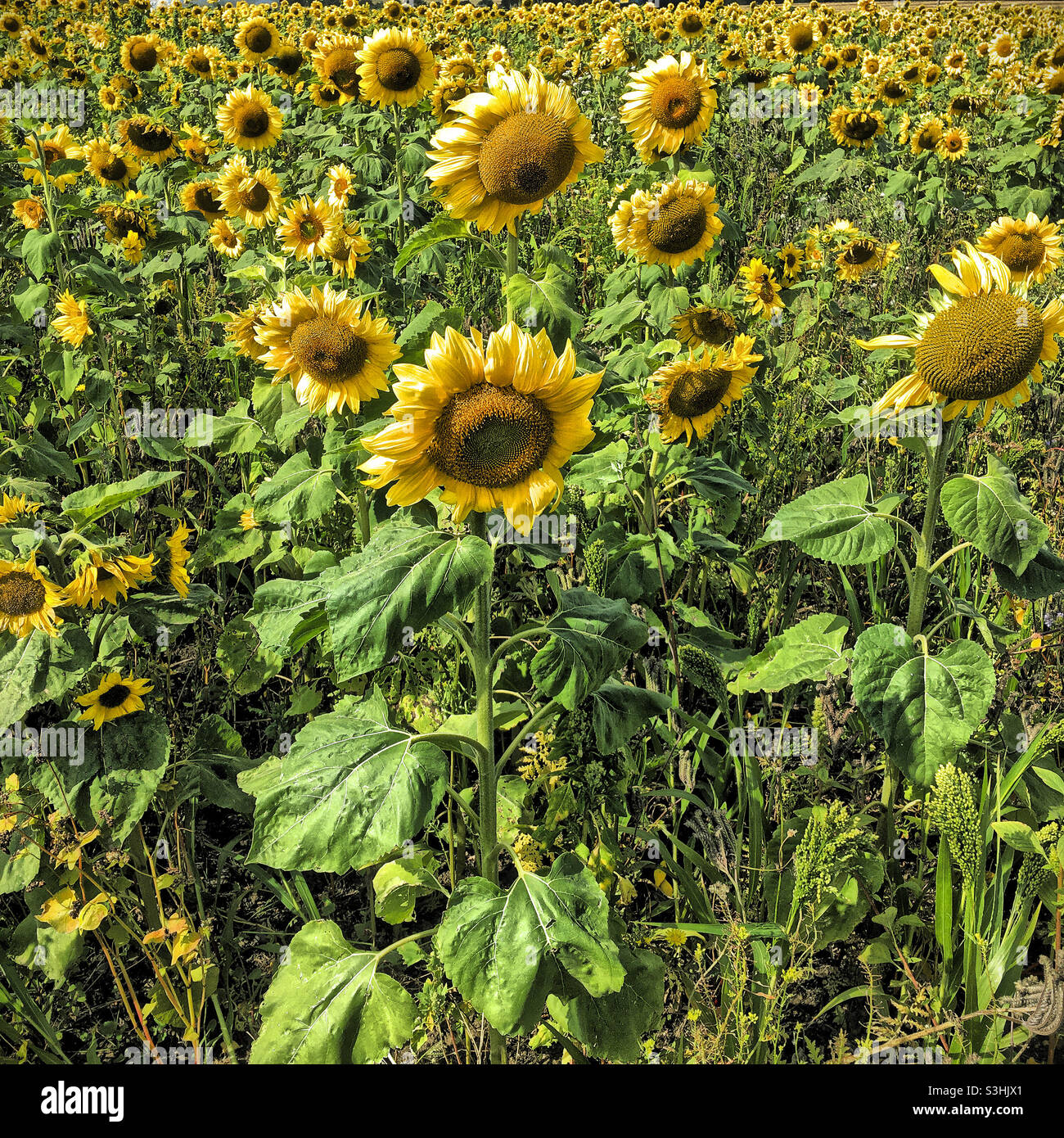 Field of Sunflowers at Worth, Kent Stock Photo - Alamy