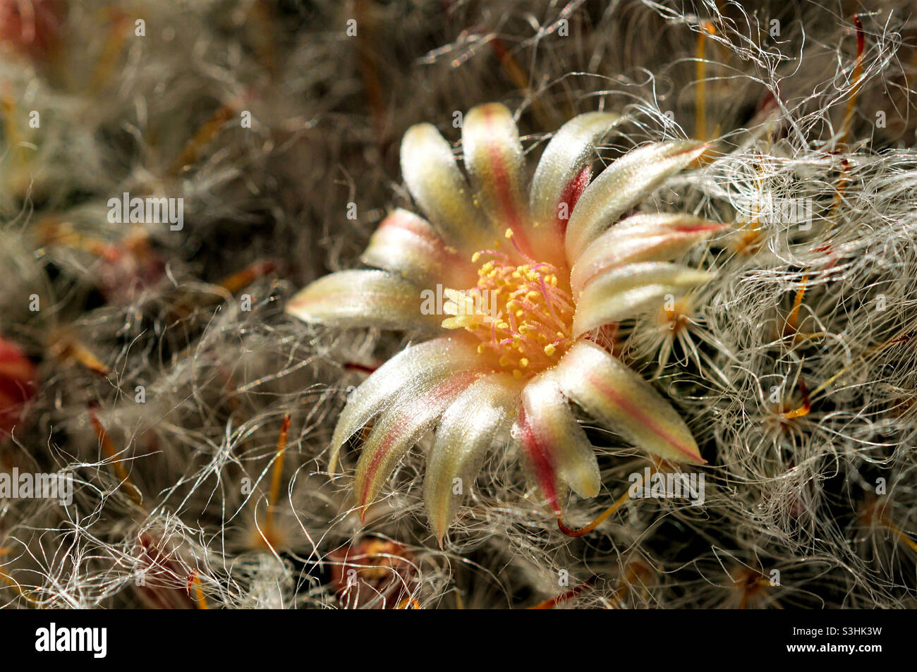 fluffy cactus flower close up Stock Photo - Alamy