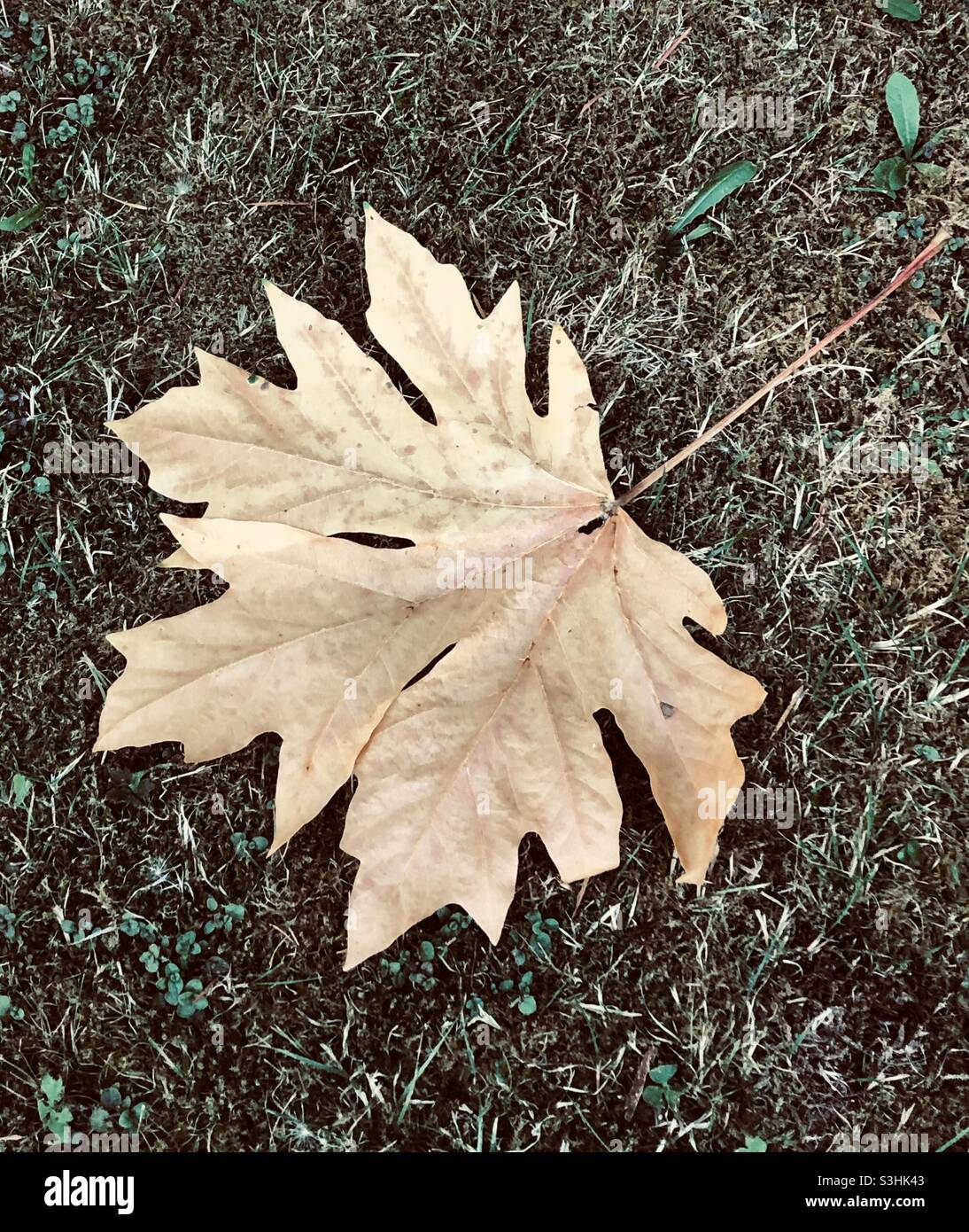 Usa leaf season hi-res stock photography and images - Alamy