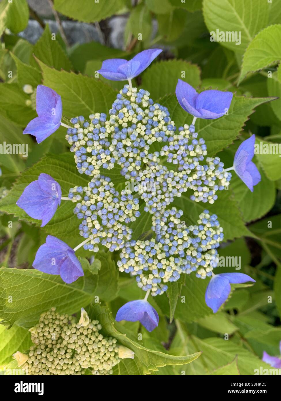 Lace cap hydrangea hi-res stock photography and images - Alamy