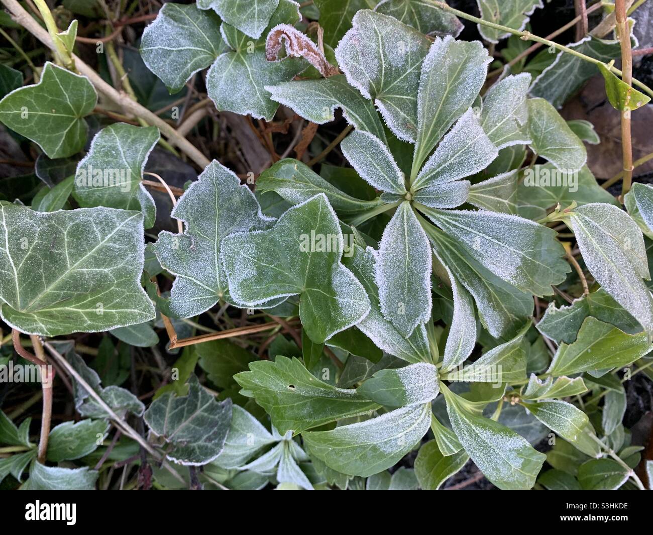 Frost on foliage hi-res stock photography and images - Alamy