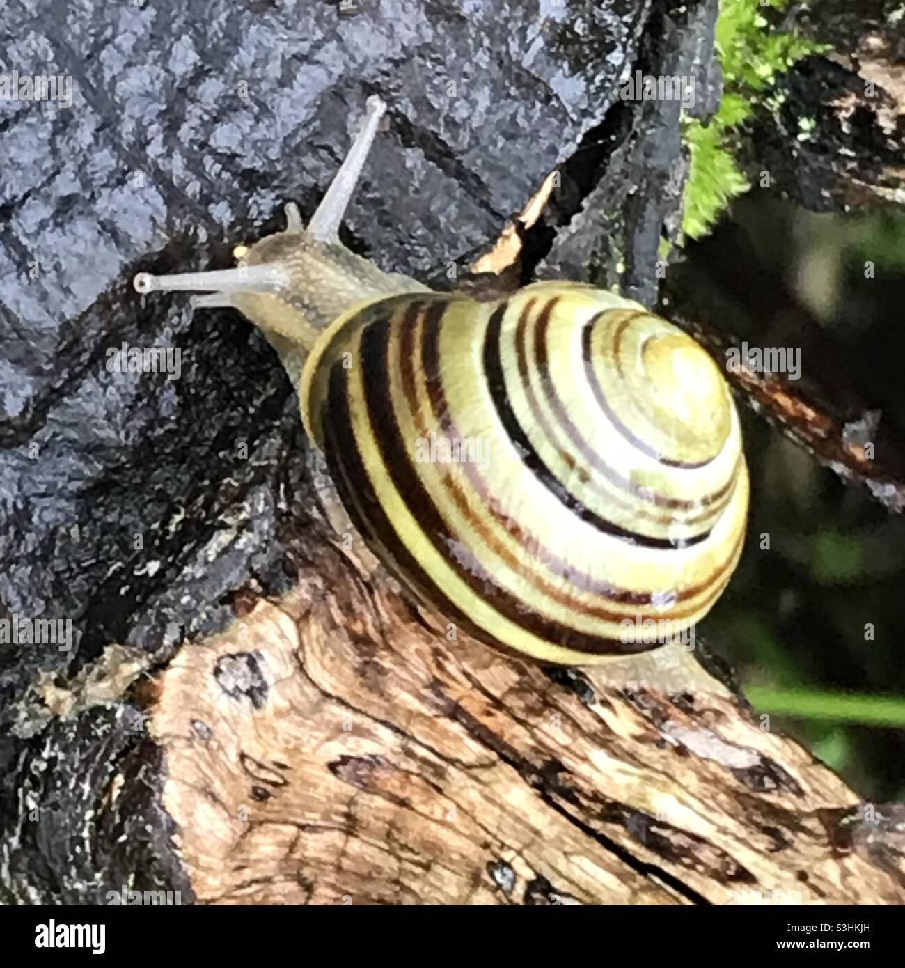 White lipped banded snail hi-res stock photography and images - Alamy