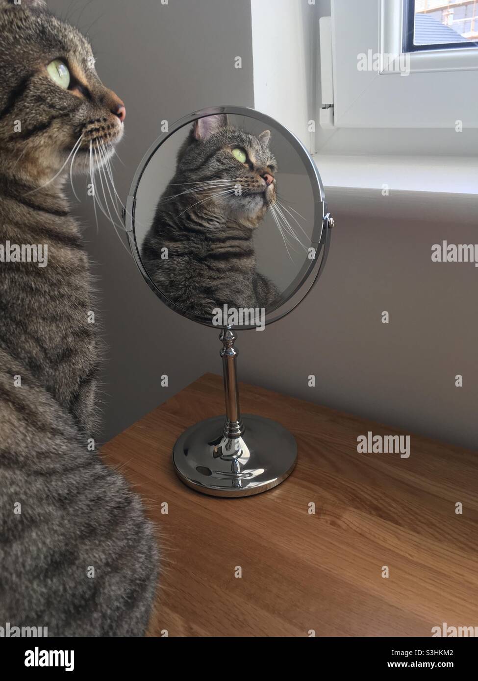 Mirror cat hi-res stock photography and images - Alamy