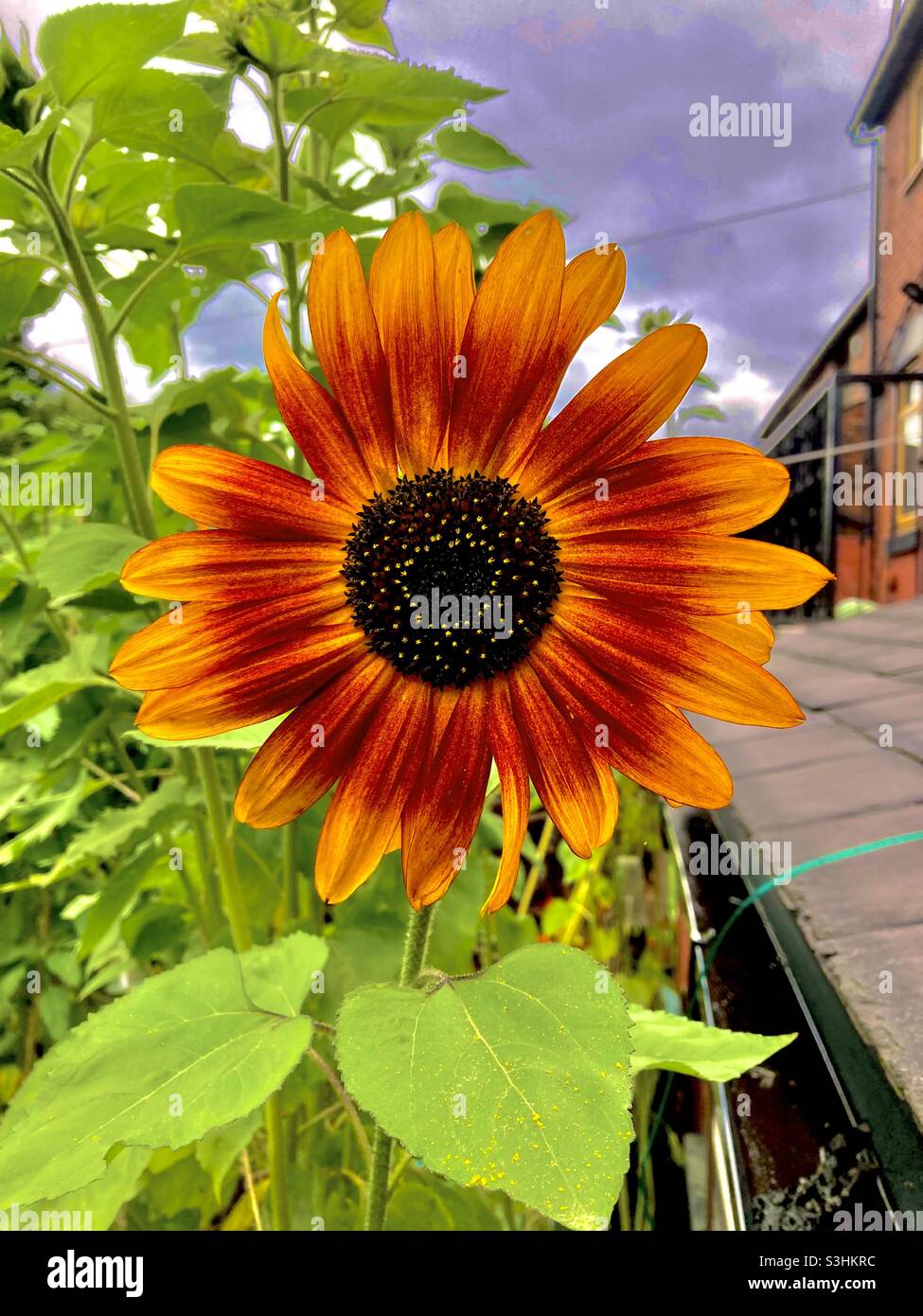 Heavily Edited High Resolution Stock Photography and Images - Alamy