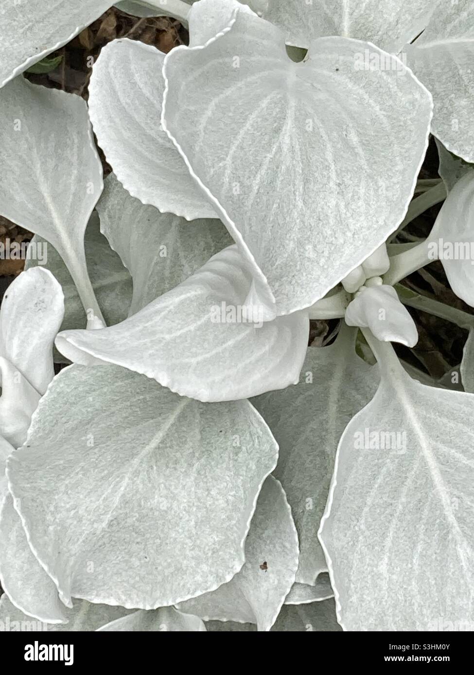 Wings plants hi-res stock photography and images - Alamy