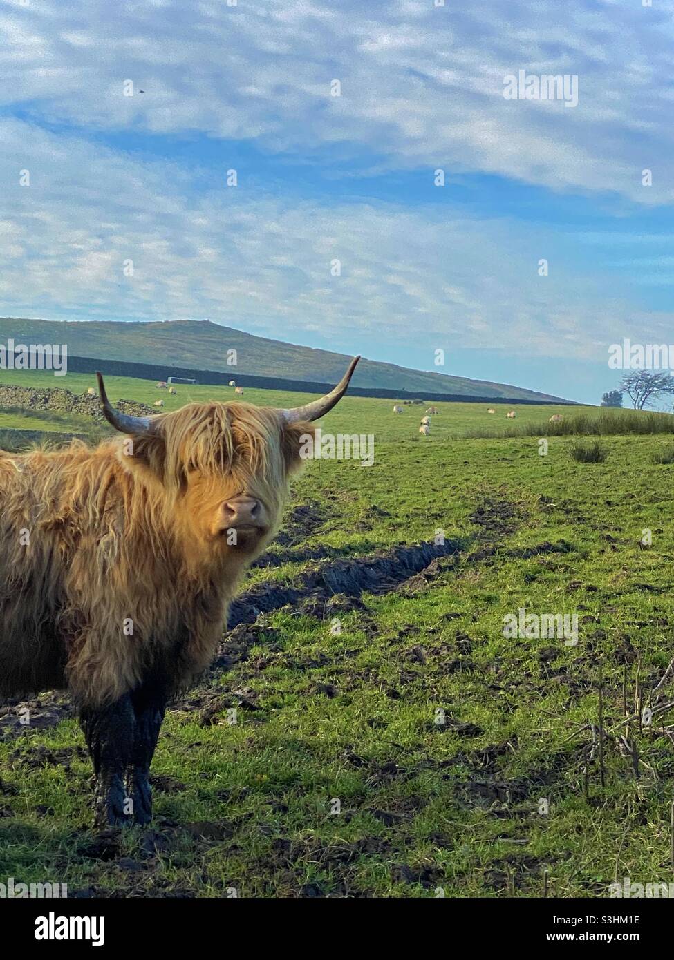 Mucky animals hi-res stock photography and images - Alamy