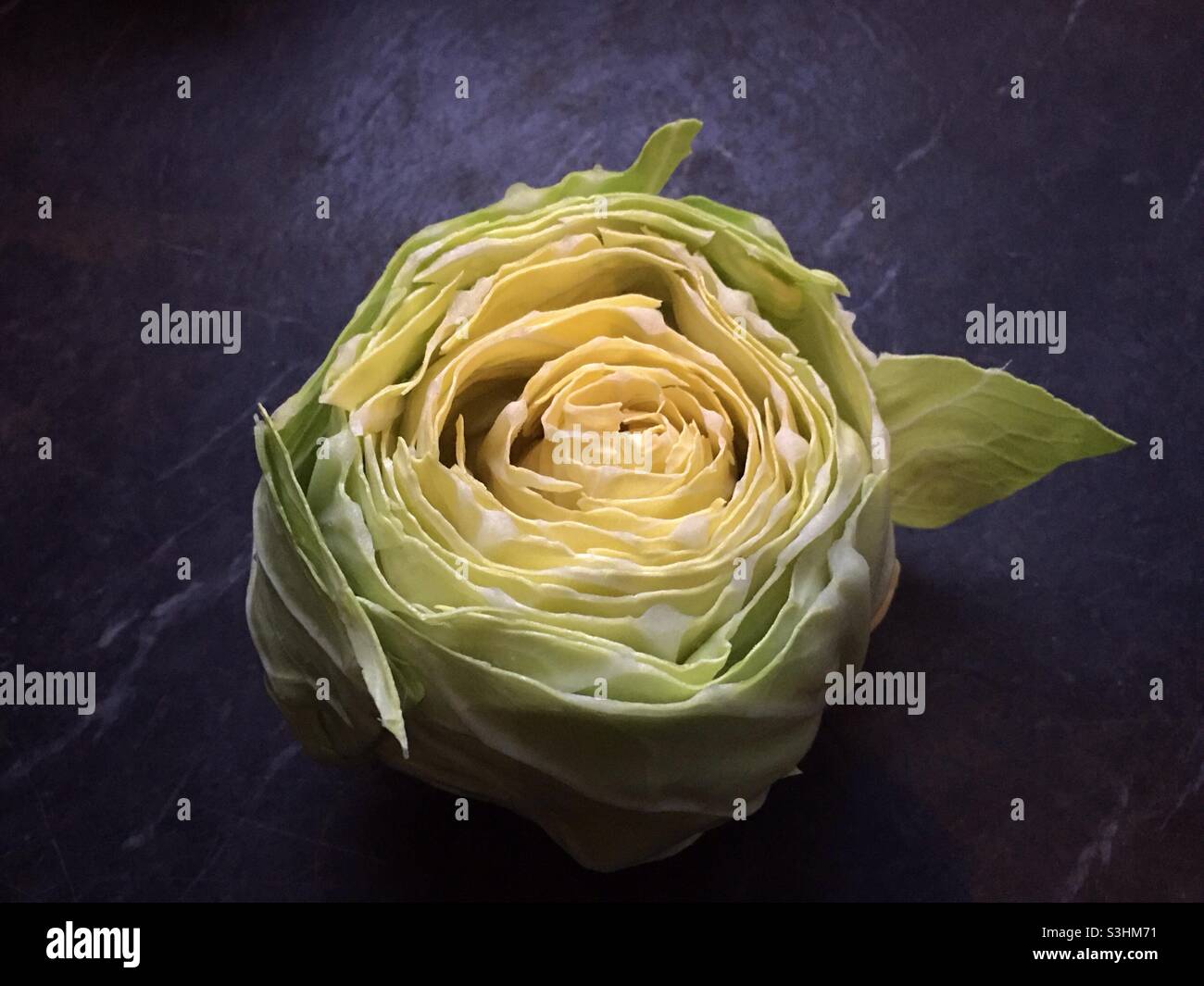 Cabbage rose hi-res stock photography and images - Alamy