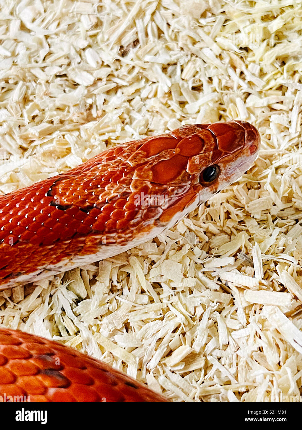 Bloodred Corn Snake